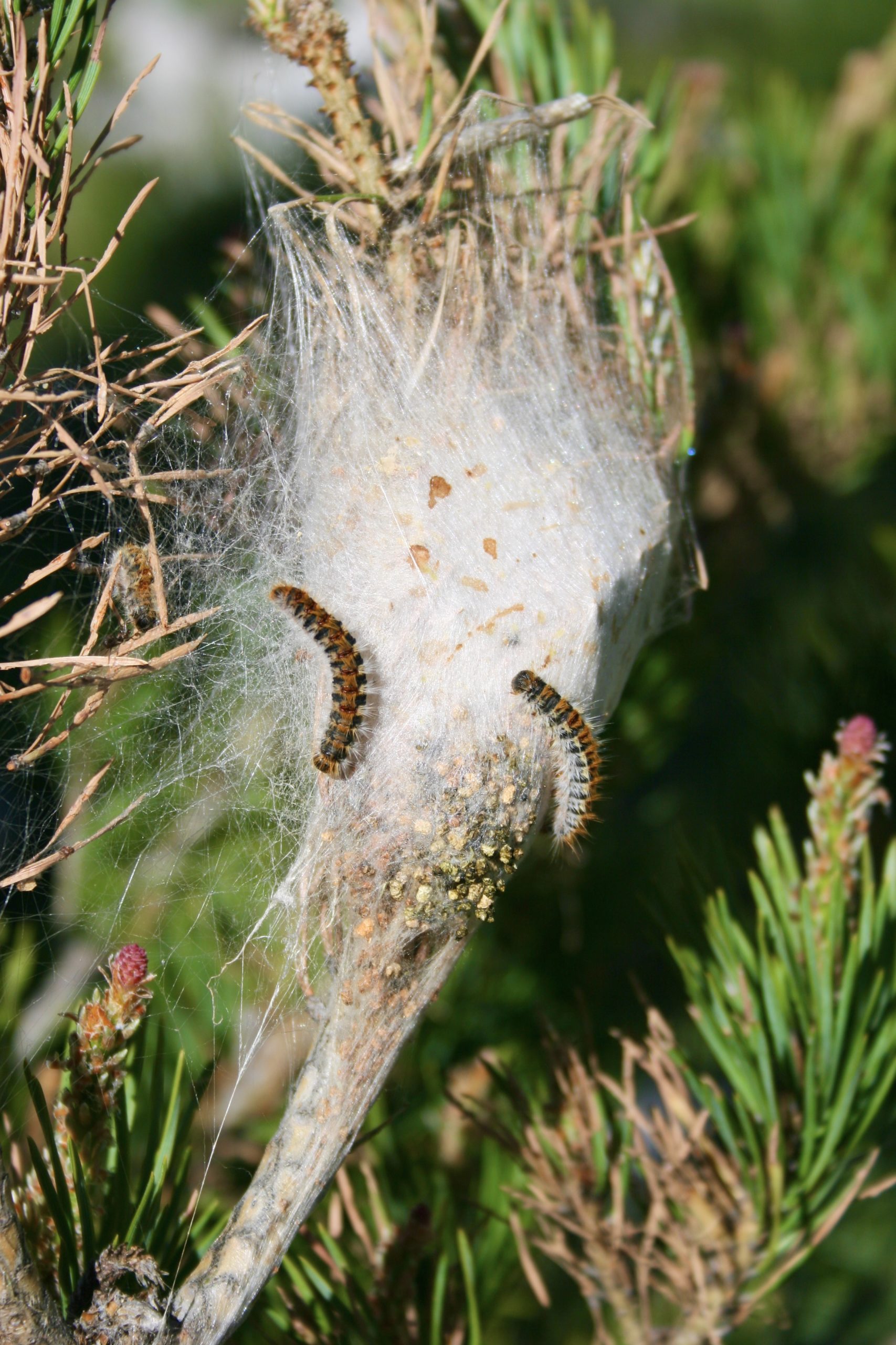 La chenille processionnaire et papillon du pin - Bioassays.fr