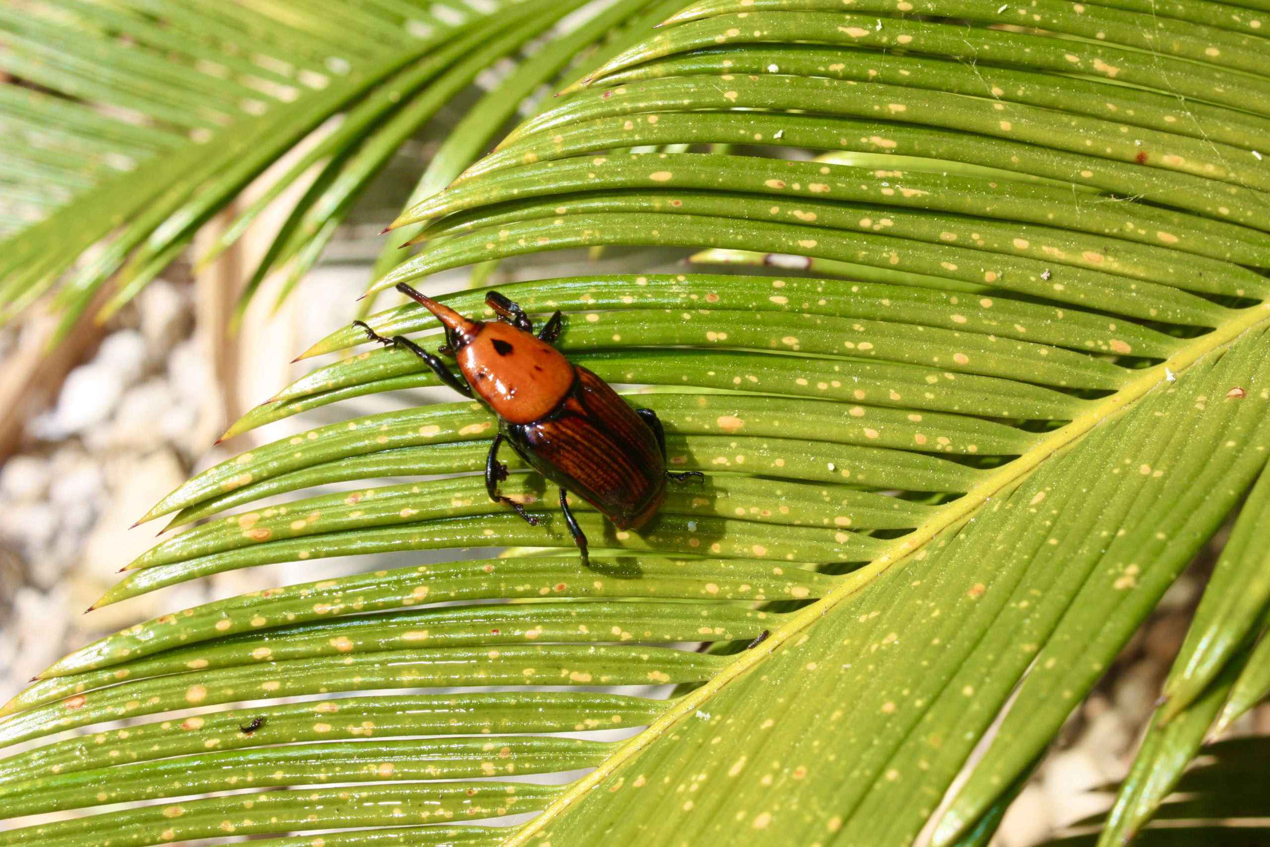 Charançon rouge des palmiers - Bioassays.fr