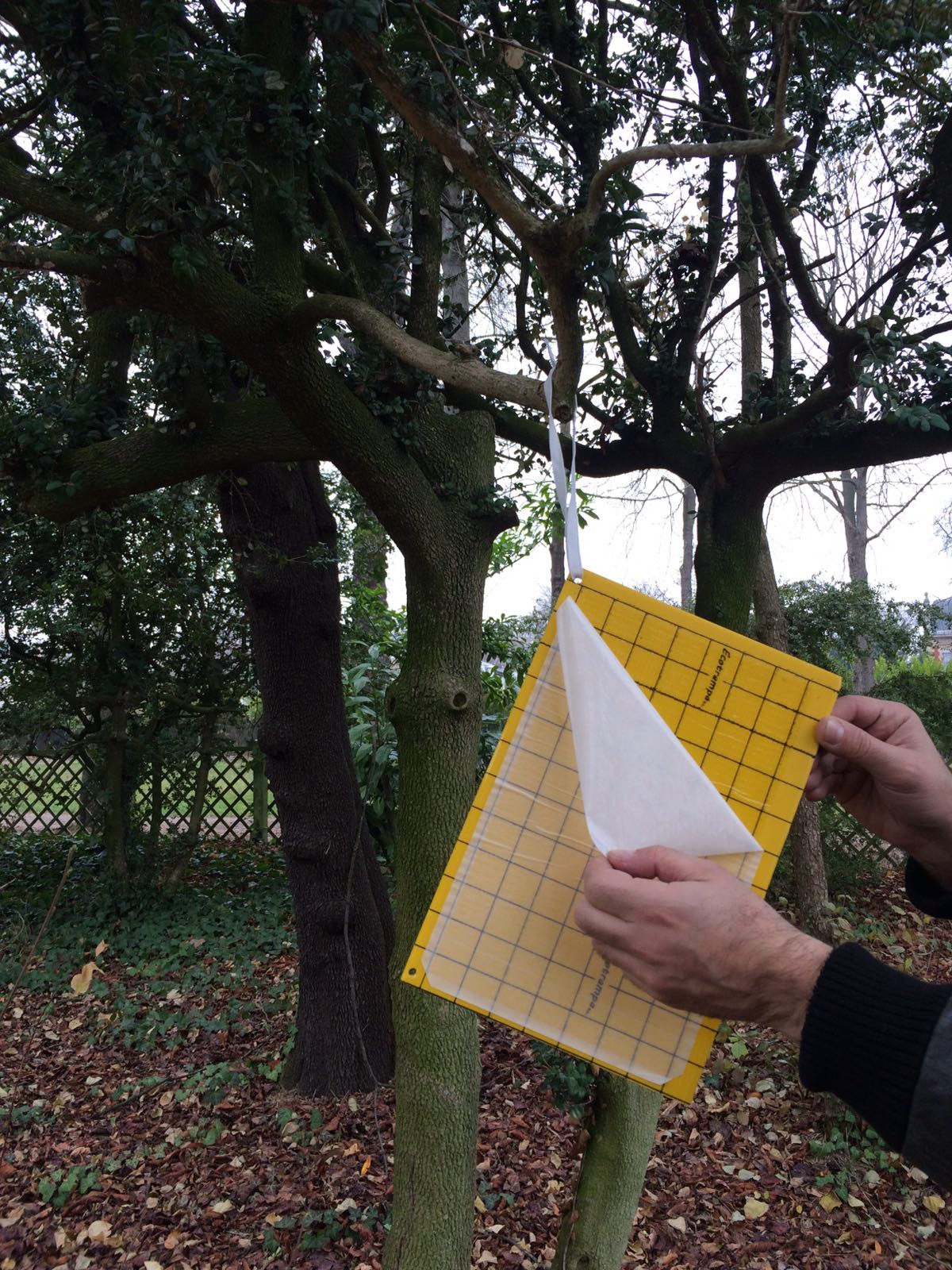 Piège Sticky jaune (mouche du brou)