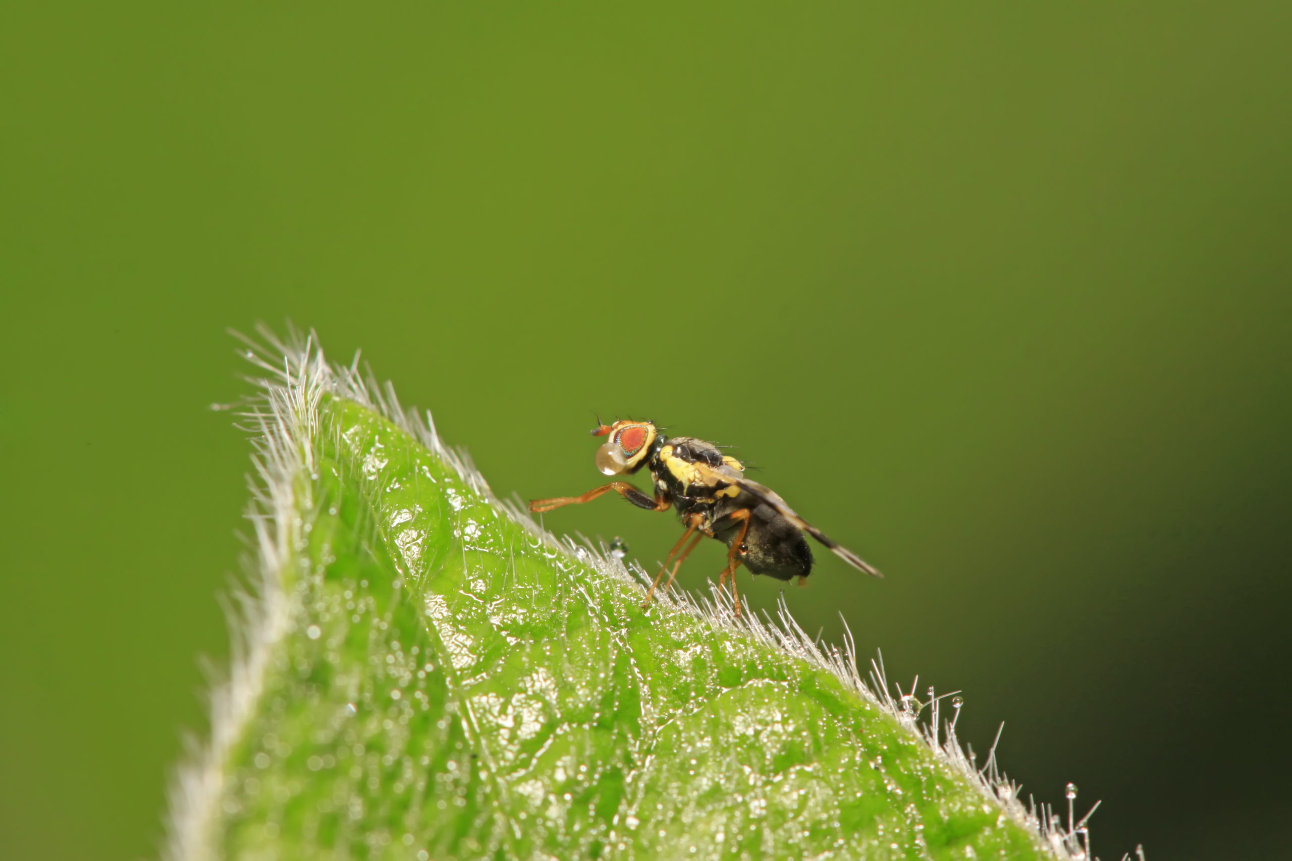 La Mouche méditerranéenne des fruits - Bioassays.fr
