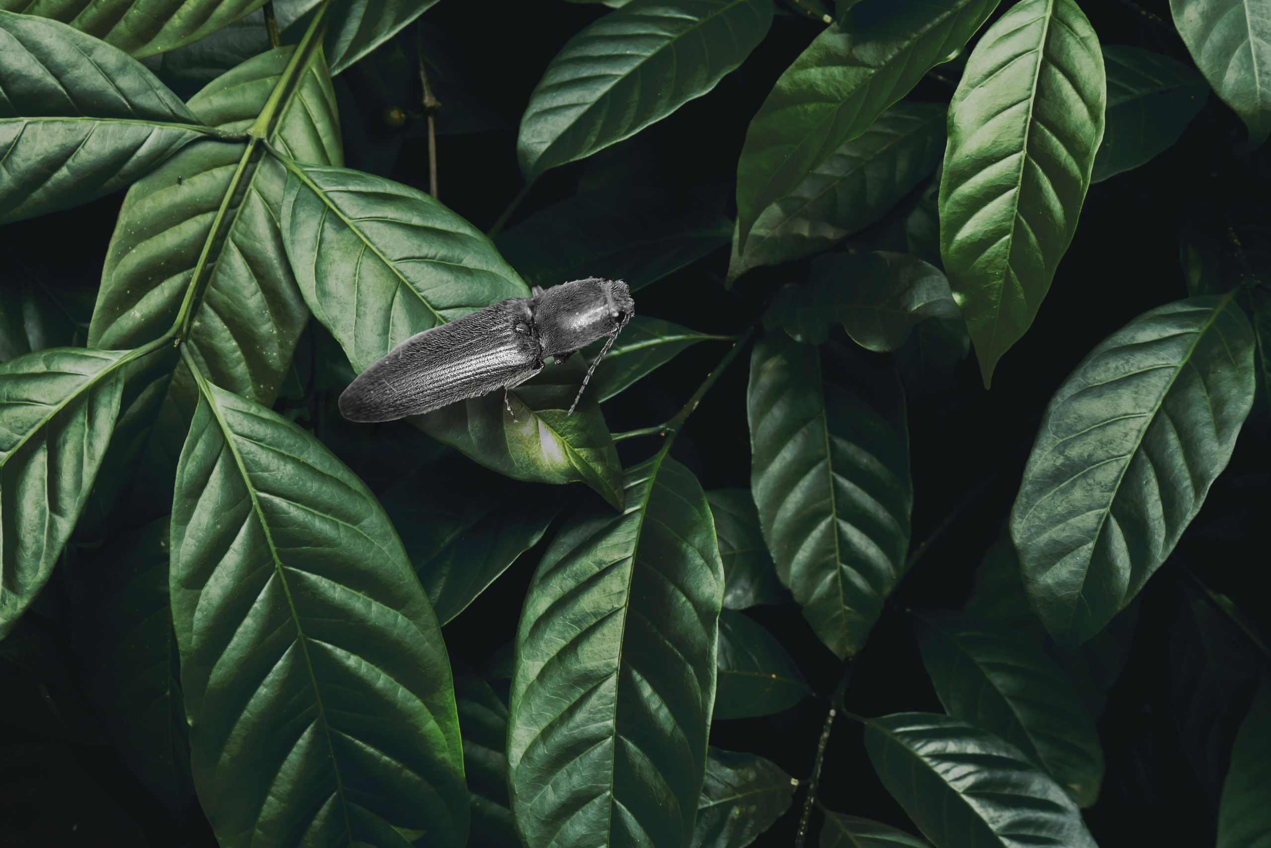 Le Taupin - Bioassays.fr